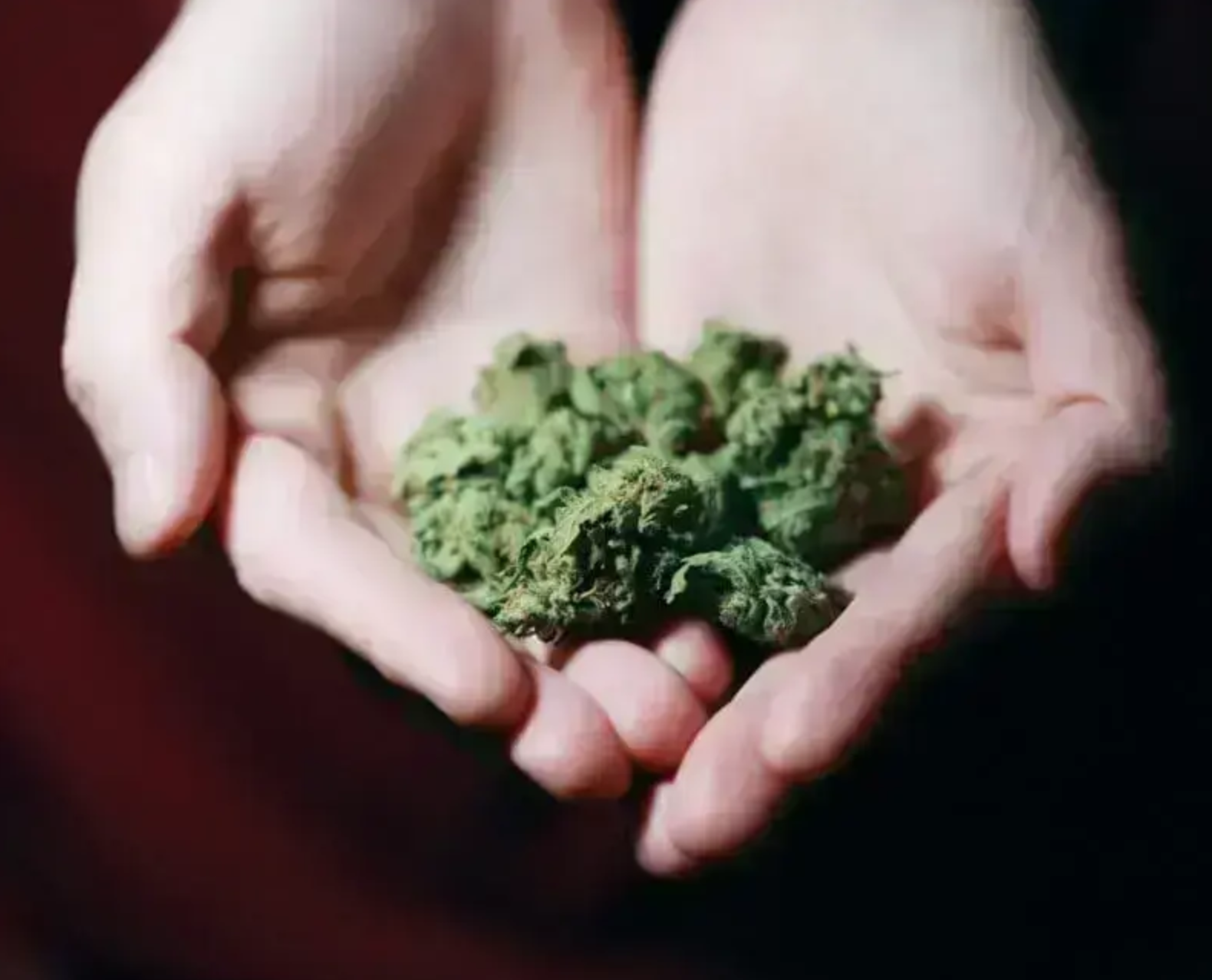 Cannabis Licensing | Los Angeles Marijuana Business Lawyer Baghoomian Law